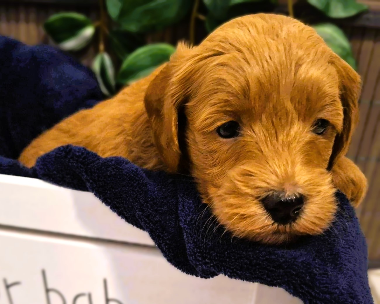 Available Puppies - Abi Doodles